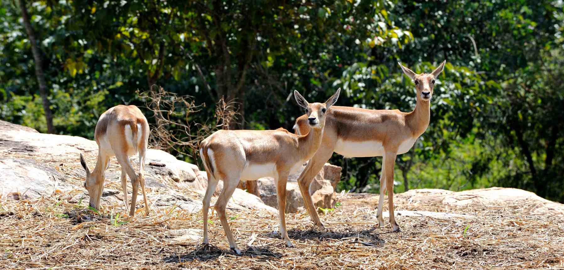 Bannerghatta National Park | Safari, Timings, Entry Fee
