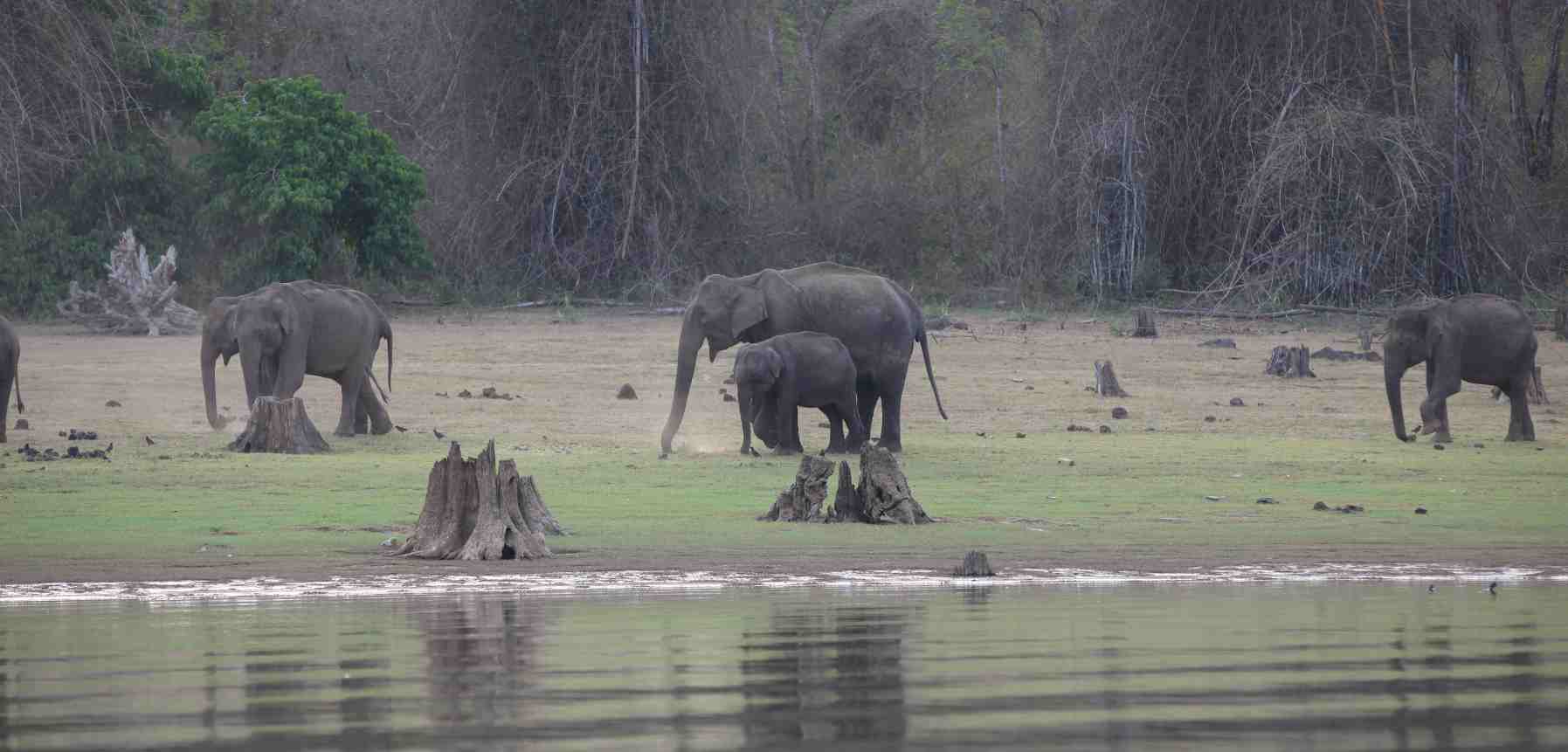 Top 40 Places to Visit in Coorg: Comprehensive Travel Guide