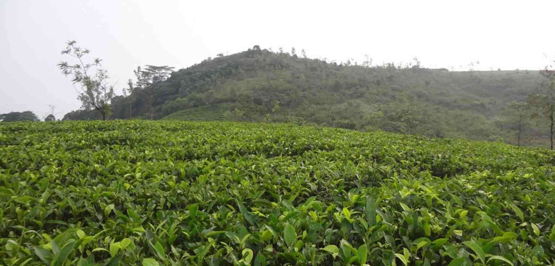Best 10 Tourist Places to Visit in Vagamon – TripzyGo Guide